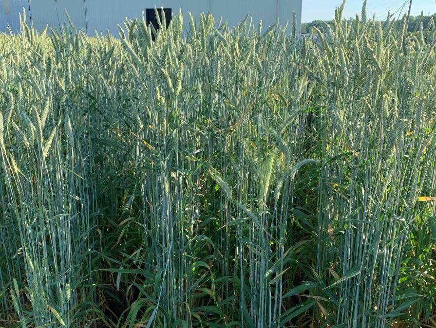 Surge Triticale Triticale | Southeast AgriSeeds