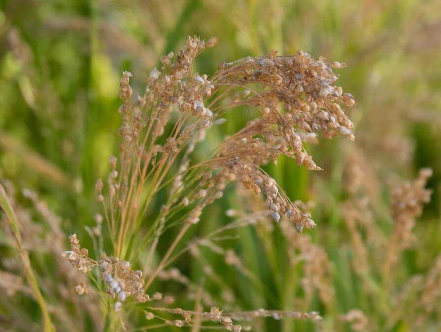 Proso Millet | Southeast AgriSeeds