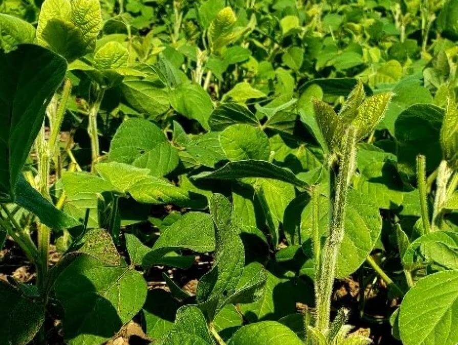 Titan RR Forage Soybean Soybean | Southeast AgriSeeds