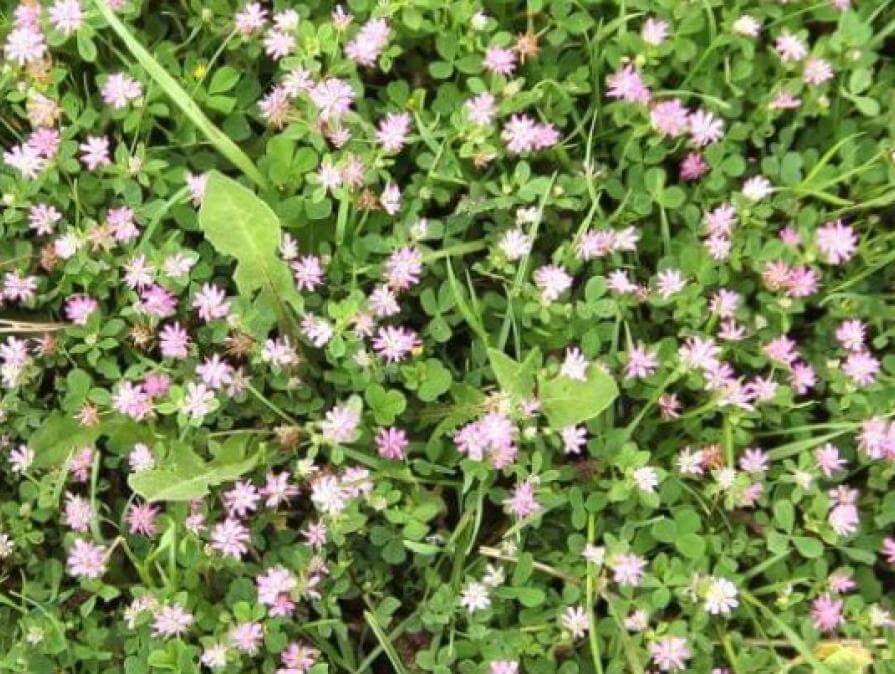Persian Clover | Southeast AgriSeeds