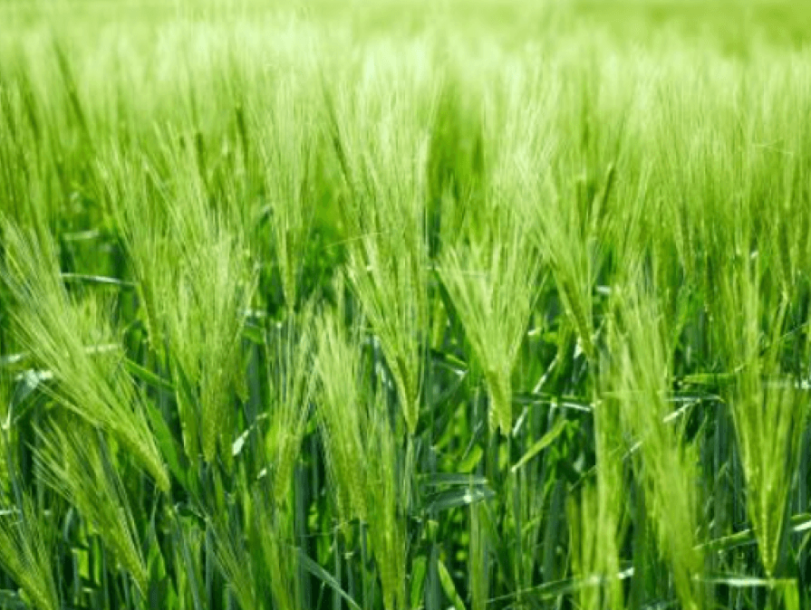 Nomini Barley Barley | Southeast AgriSeeds