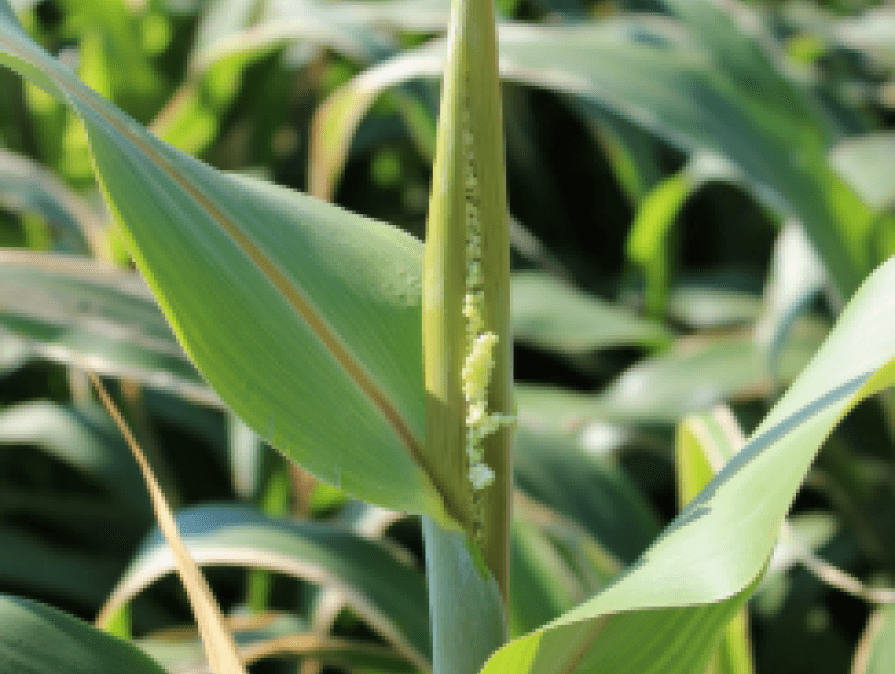 KF Fiber Pro 72 Forage Sorghum | Southeast AgriSeeds
